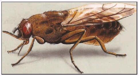 FAUNA Y FLORA DEL MUNDO: MOSCA TSE-TSE: "Azote del continente africano"